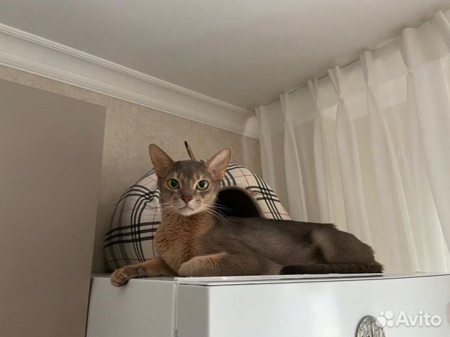 Абиссинский кот в добрые руки