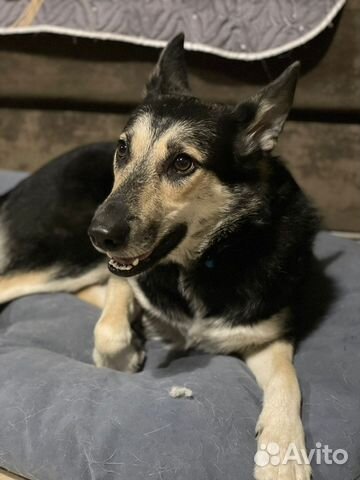 Собака овчаристого типа