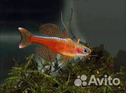 Псевдомугил паскай (красный неон)