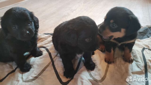 Щенки Дамераниан