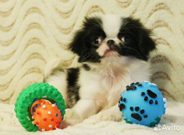 Японского хина щенки