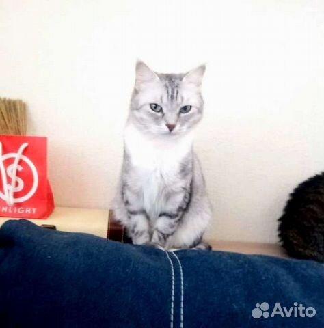 У кошечки умер хозяин