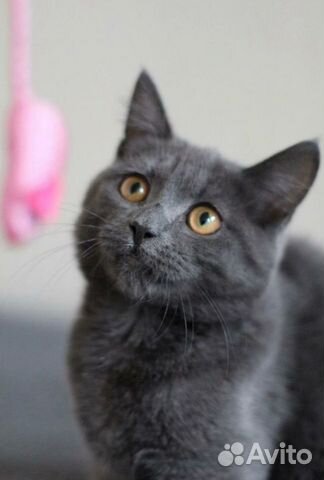 Ханна - маленькая красавица