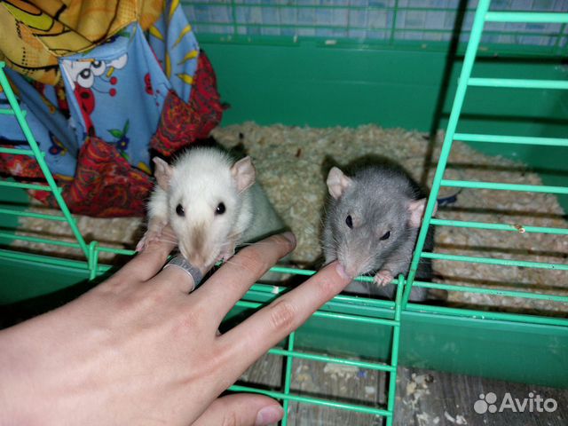 Пара крысят в добрые руки