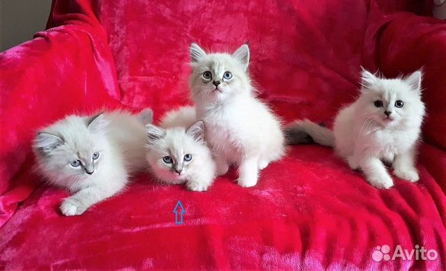 Котята рэгдолл