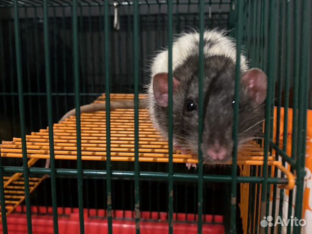Крыса дамбо с клеткой бесплатно