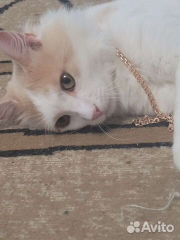 Царский кот