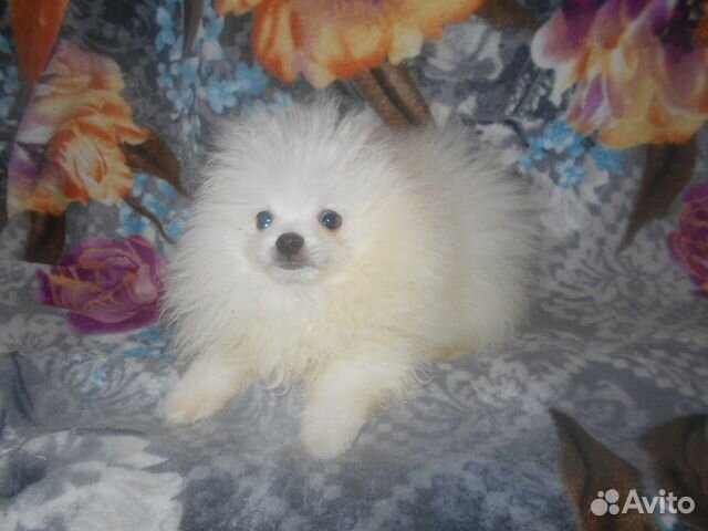 Шпиц белый мишутка