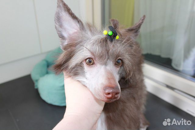 Шоколадный малыш кхс 4 месяца