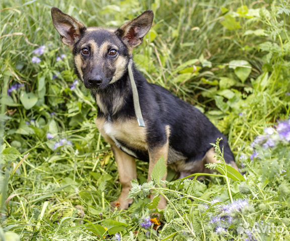 Мелкий пес ищет новый дом