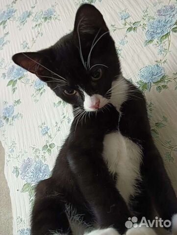 Черный принц