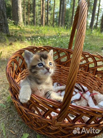 Каракет ф 3