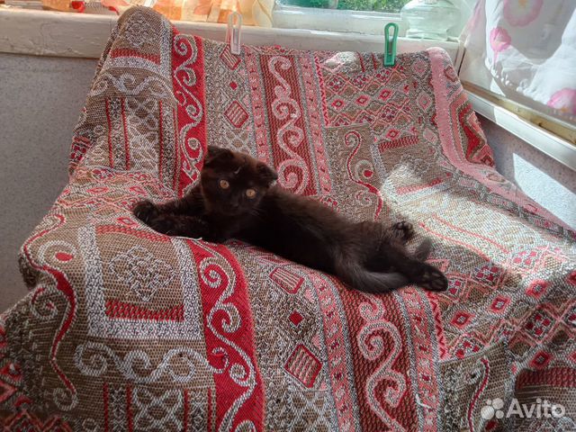 Маленький котенок, кошечка