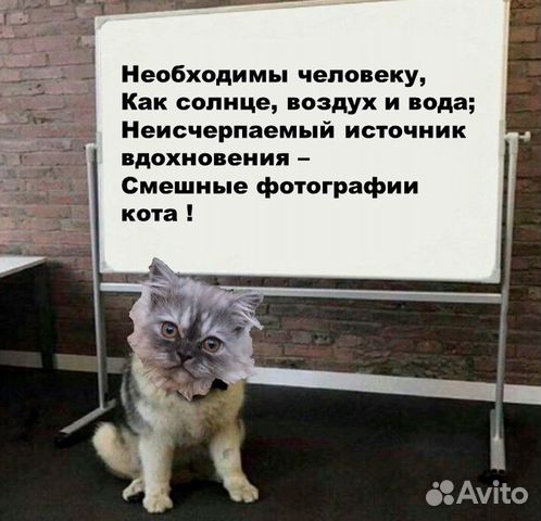 Кошечка в добрые руки