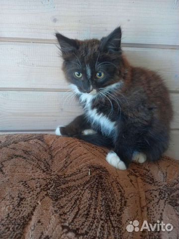 Кошка в дар