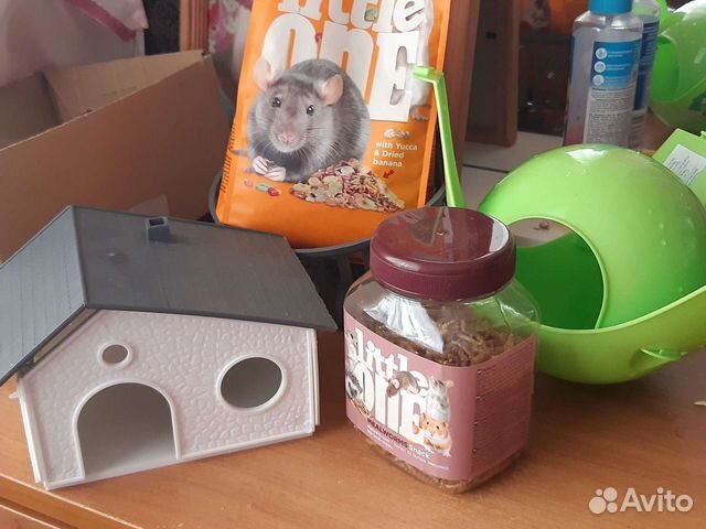 Крысята дамбо