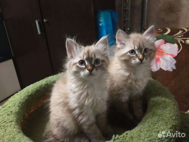 Невская маскарадная сибирская Котята