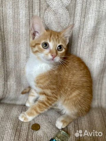 Рыжая девочка Юми ищет дом (2 месяца)