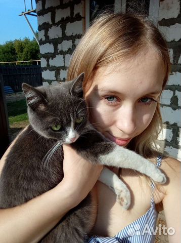 Британский голубой биколор кошечка в добрые руки