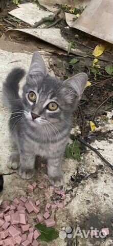 Котенок милаш