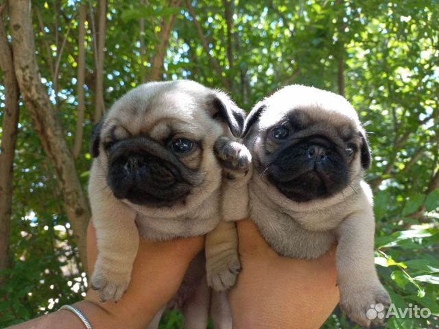 Щенки мопса