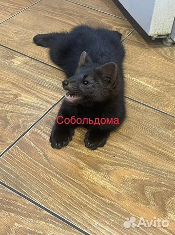 Соболя домашние