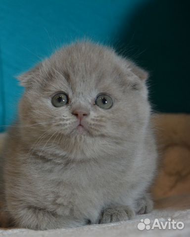 Лиловые вислоушки