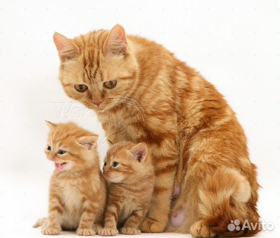 Шотландские котята от рыжих тигровых кошек