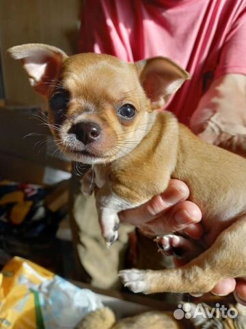 Чихуахуа тип дир
