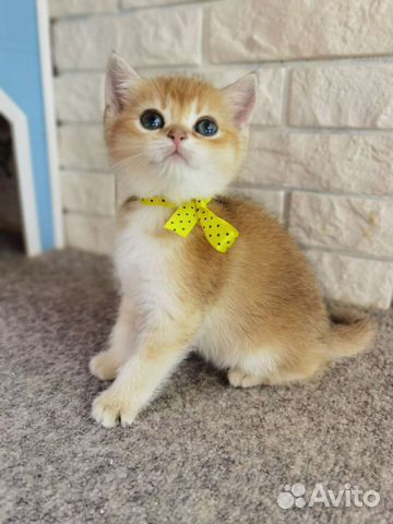 Золотая британская февочка