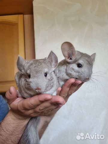 Шиншиллята