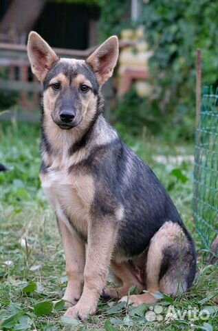 Щенок Герда