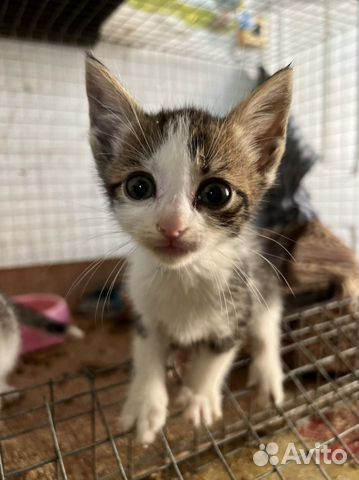 Котеночек ищет семью.девочка