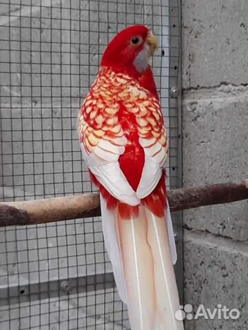 Пара красных розелл