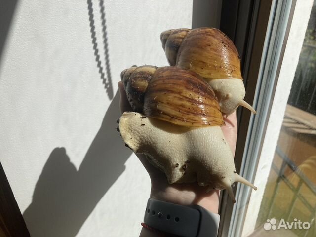 Улитки архахатины