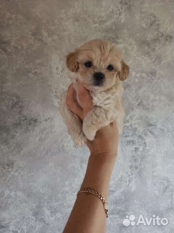 Мальтипу f1 девочка в Корейском типе Baby Face