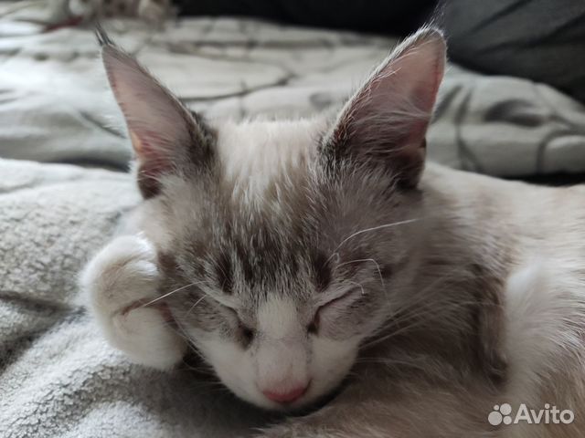 Кошечка 6 мес
