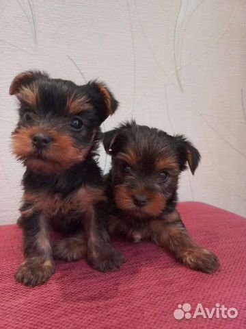 Йоркширский терьер щенки девочки mini