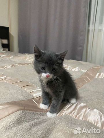 Котенок. Дымчатый