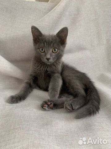 Котенок Сонечка