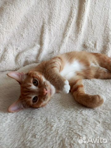 Котенок