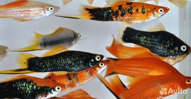 Аквариумные рыбки