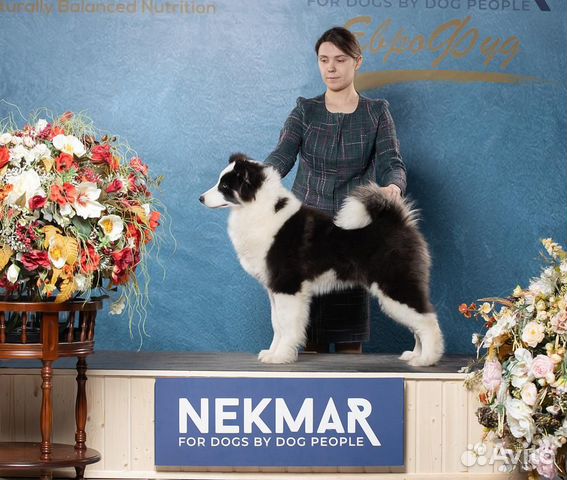 Якутская лайка