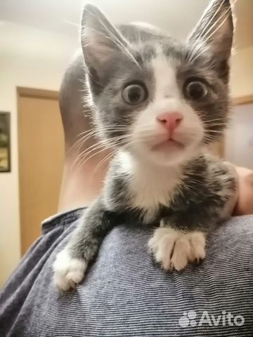 Малышка Китти ищет дом и любящую семью