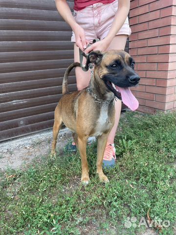 Боксер, метис, собачка, молодой пес