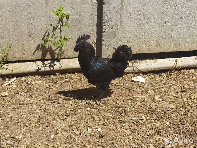 Петух породы Аям Цемани (Индонезийский)