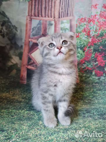 Манчкин скоттиш фолд