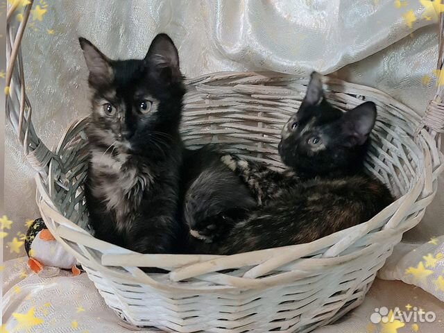 Чара и Чупа