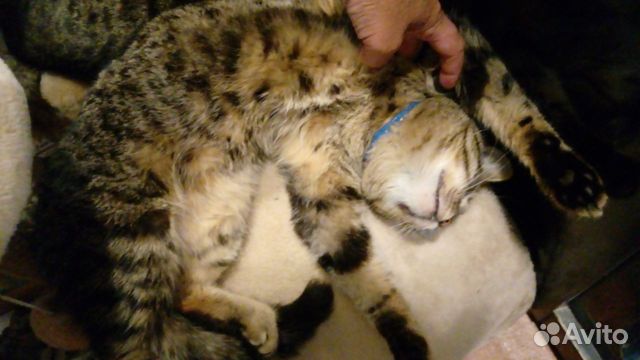 Котик в добрые руки
