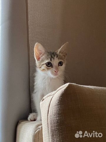 Котенок Белка в добрые руки